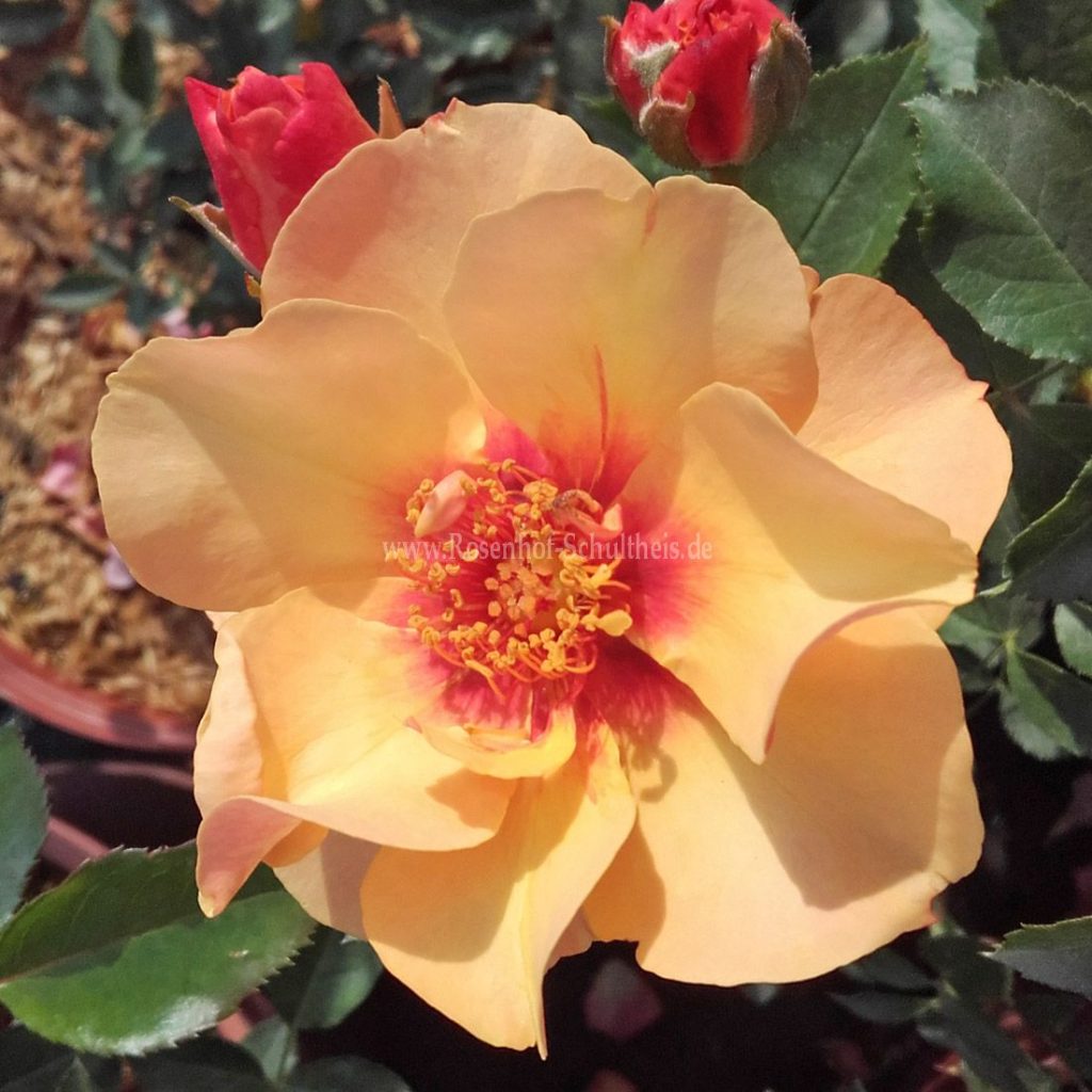 PERSIAN SUN - Ārītes