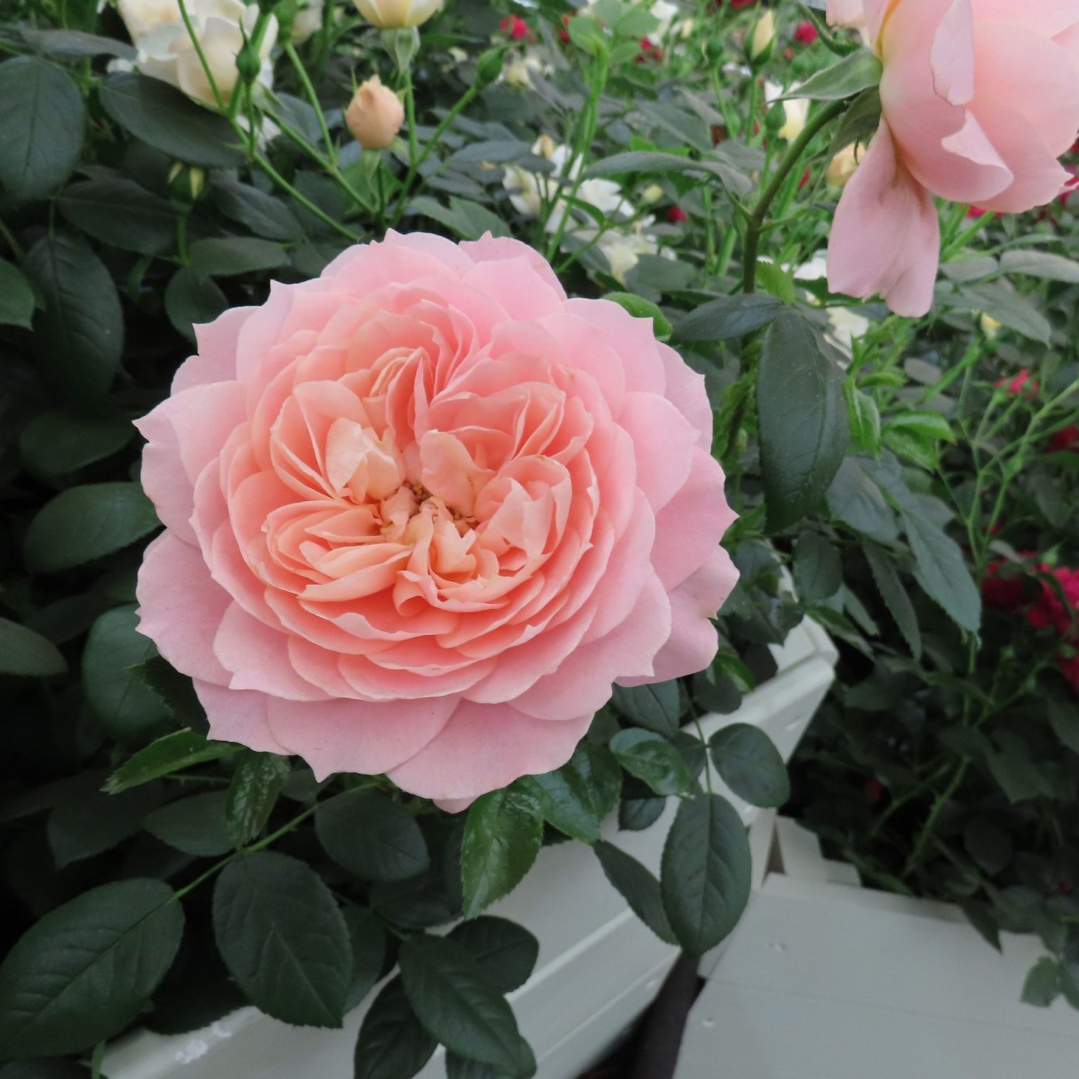 BORN FREE (THE LIONS ROSE) - Ārītes